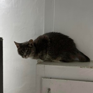 Finula | ewhiskers