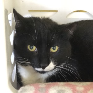 Trenton | ewhiskers
